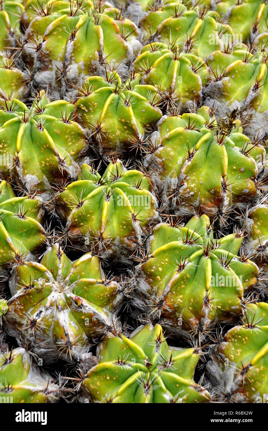 Closeup on Ferocactus robustus Stock Photo - Alamy
