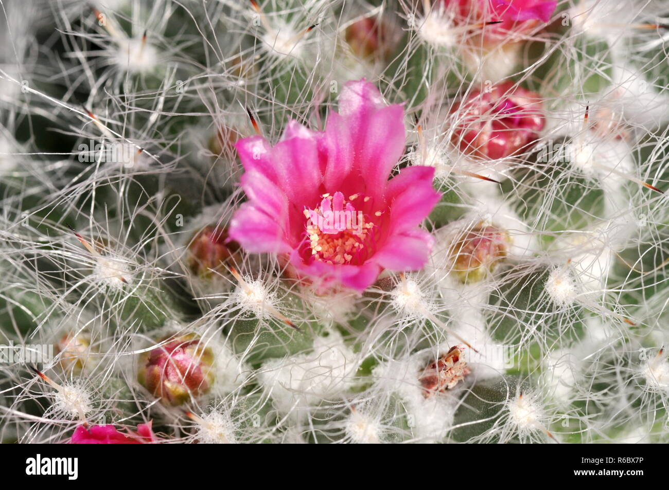Flowering pink barrel cactus Stock Photo - Alamy