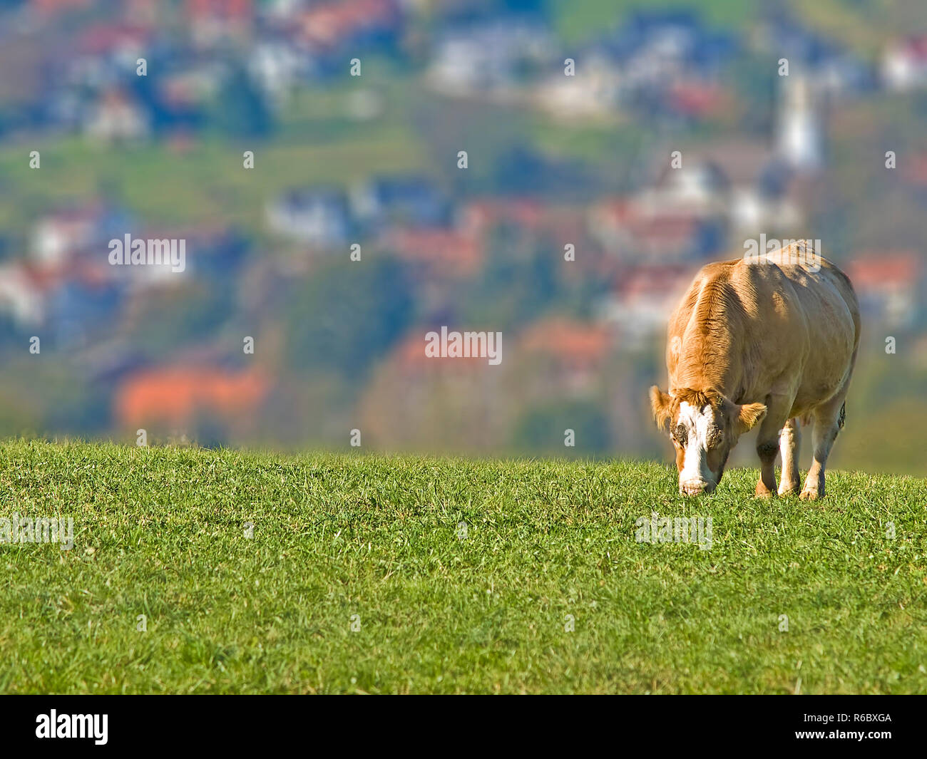 Cow With Panoramic View Stock Photo - Alamy