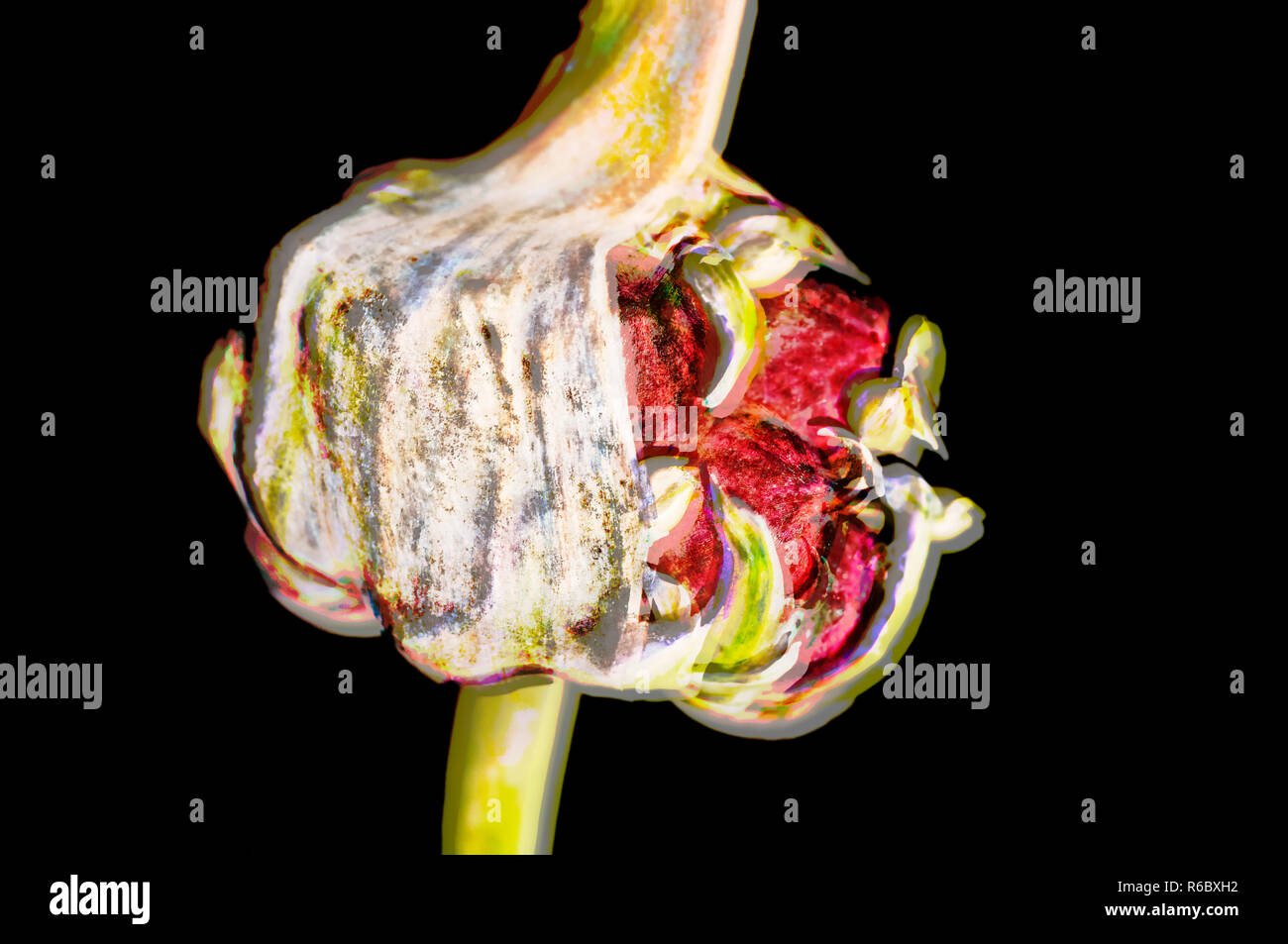 Bulbil hi-res stock photography and images - Alamy