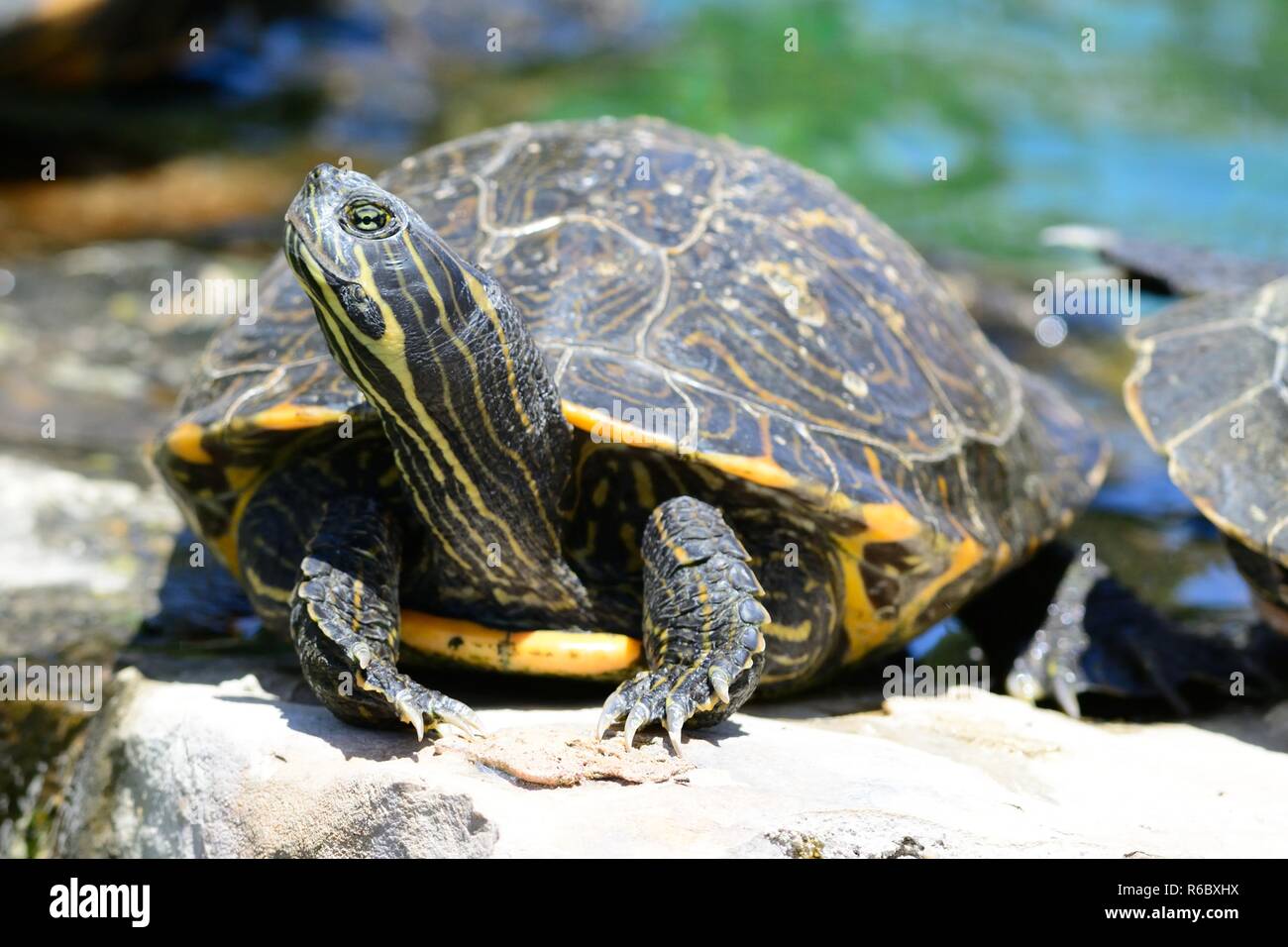 Close up of a turtle by the waters edge Stock Photo - Alamy