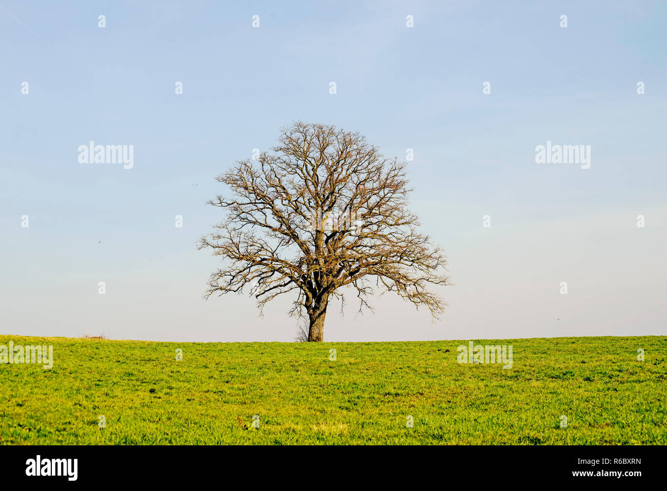 Tree In Early Spring Stock Photo - Alamy