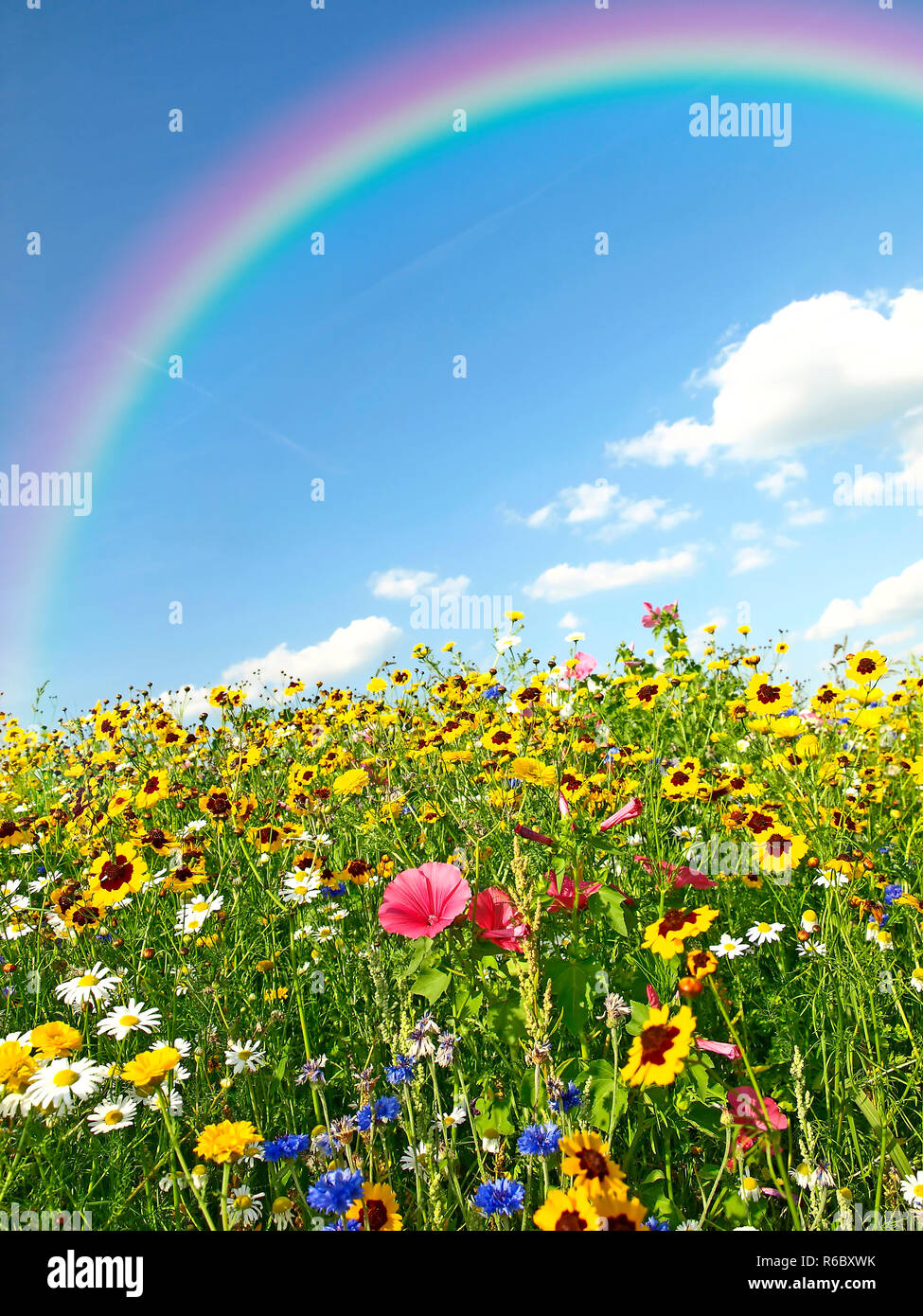 Lot flowers hi-res stock photography and images - Alamy