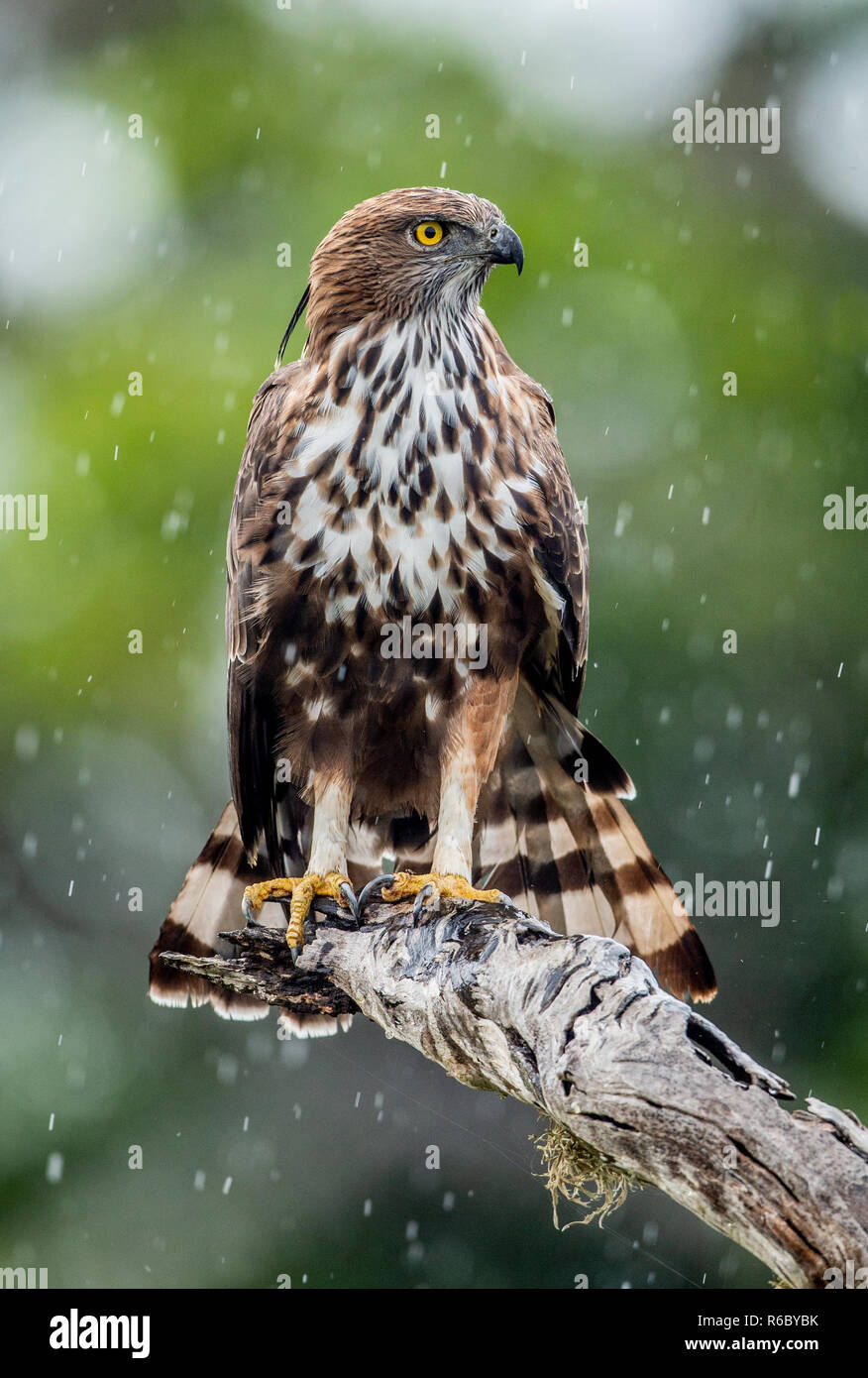 Predator bird on the tree. The changeable hawk-eagle or crested hawk ...