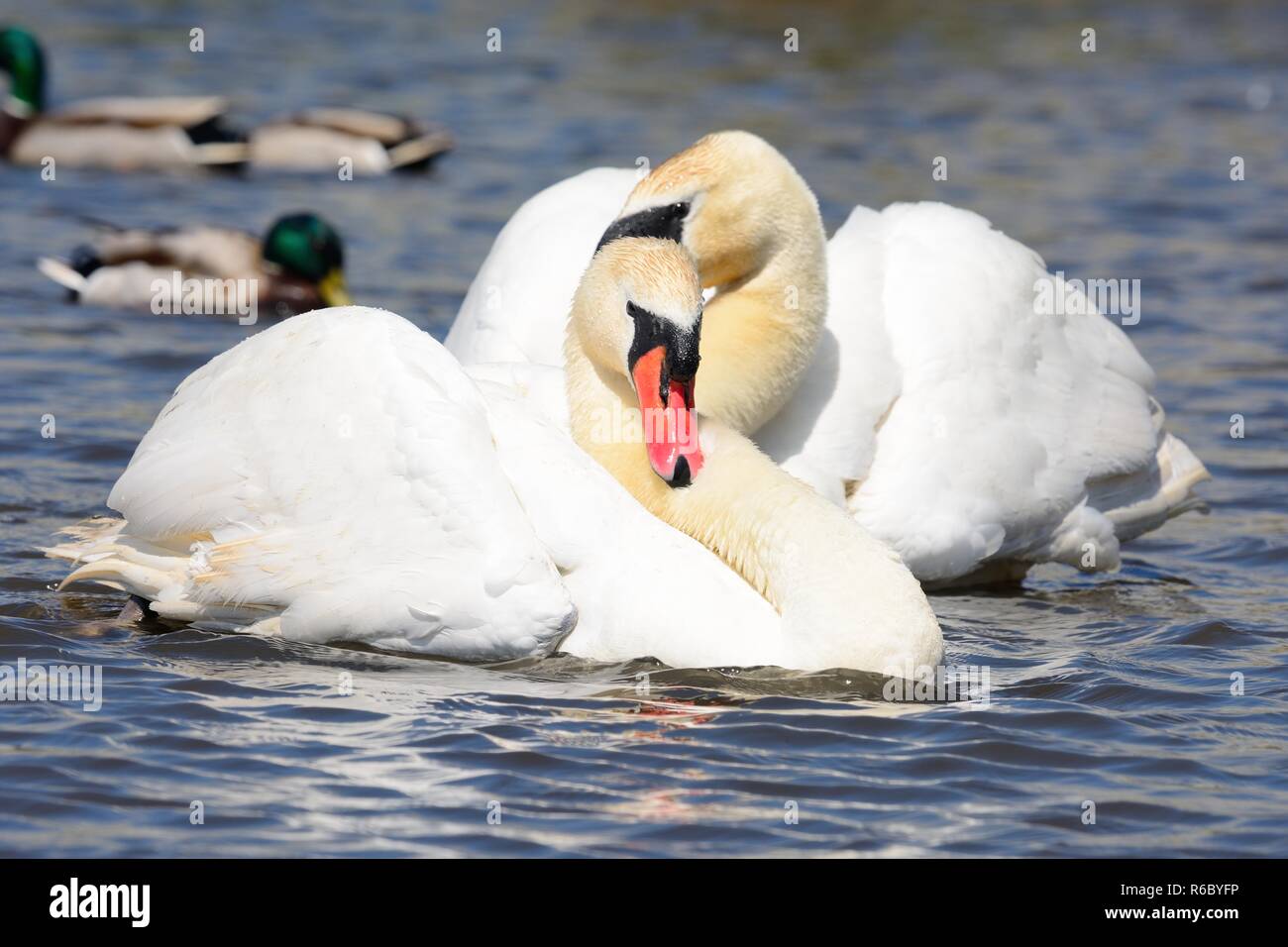 Loving two swans hi-res stock photography and images - Alamy
