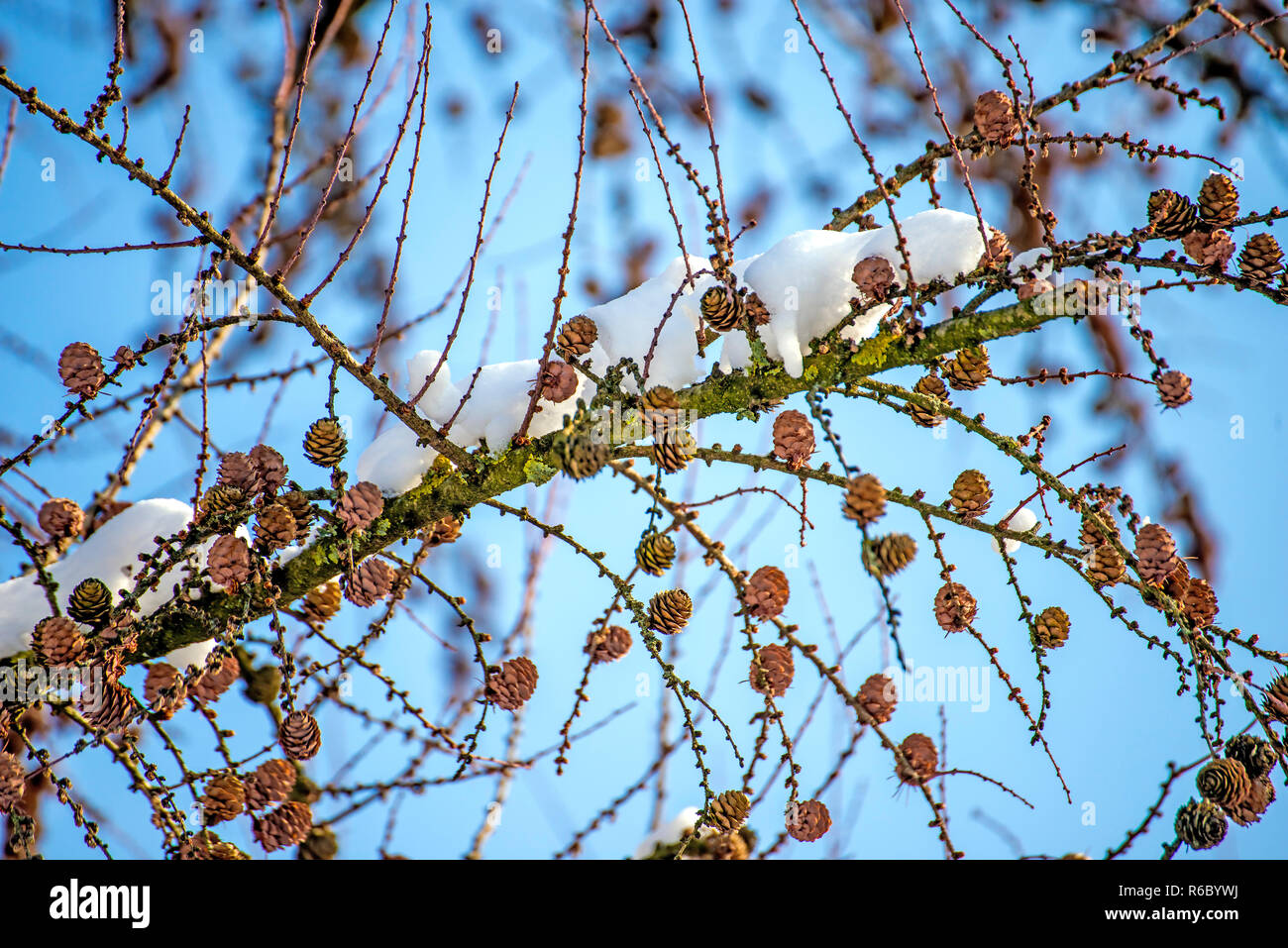 Frosty larch branch hi-res stock photography and images - Alamy