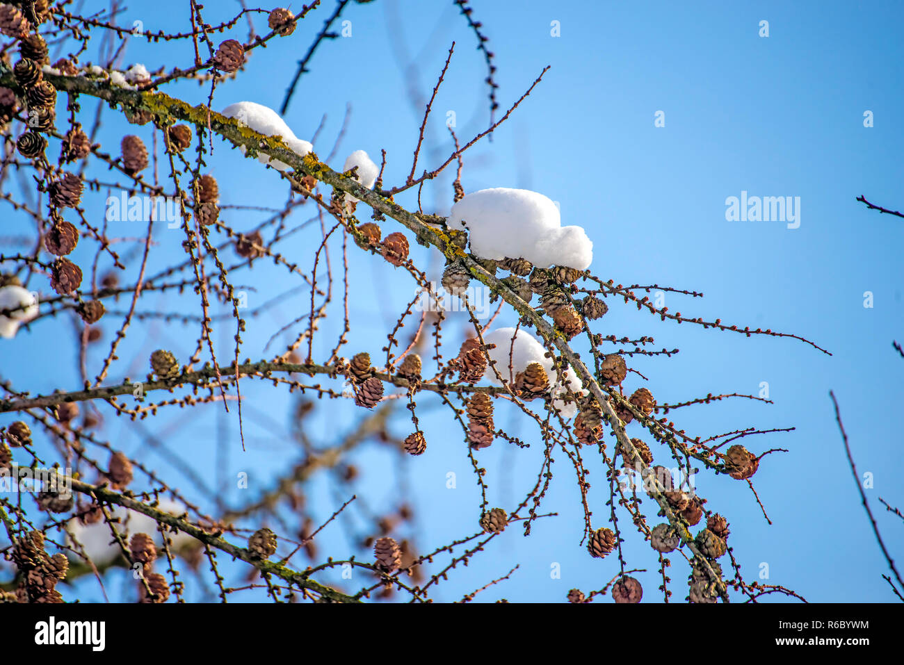 Frosty larch branch hi-res stock photography and images - Alamy