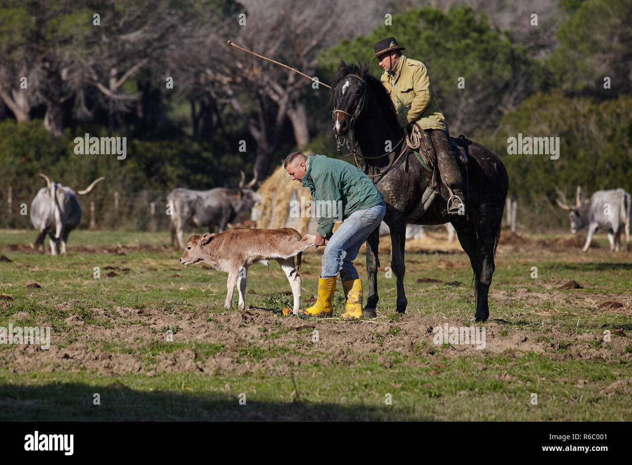 Cow of maremma hi-res stock photography and images - Alamy