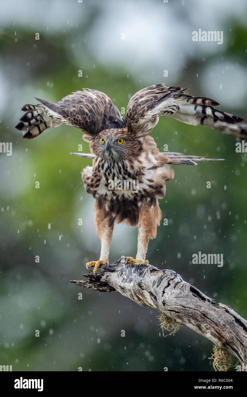 Predator bird on the tree. The changeable hawk-eagle or crested hawk ...