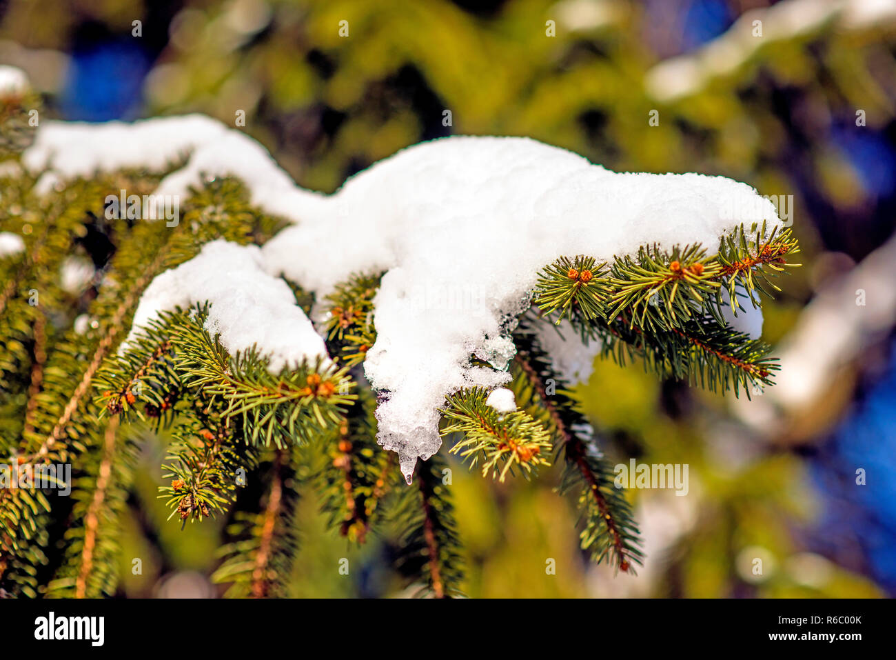 Snow-Hat On A Spruce Stock Photo - Alamy