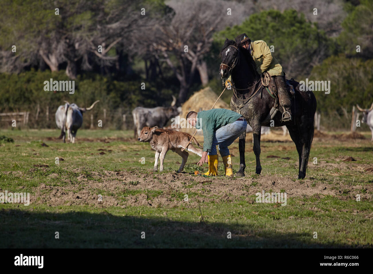 Cattle ranching in Maremma, breeding maremmana cow. Italian farmer is ...