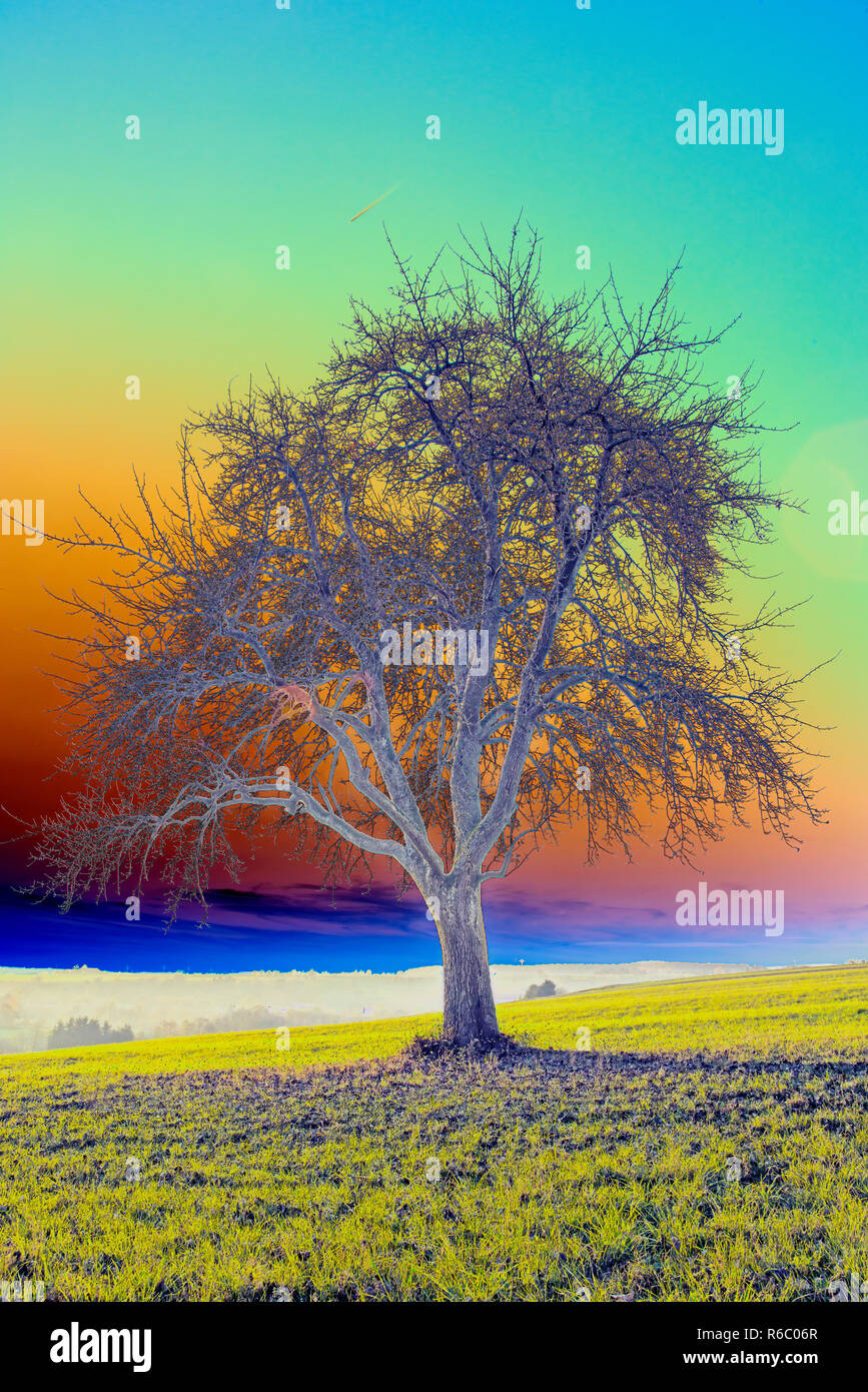 Old pear tree hi-res stock photography and images - Alamy