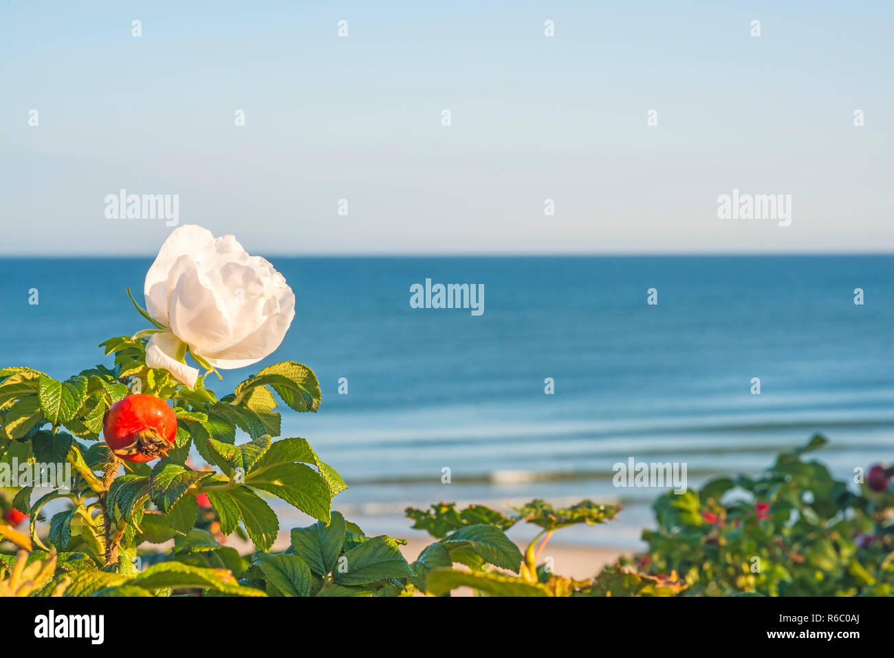 Turkestan rose hi-res stock photography and images - Alamy