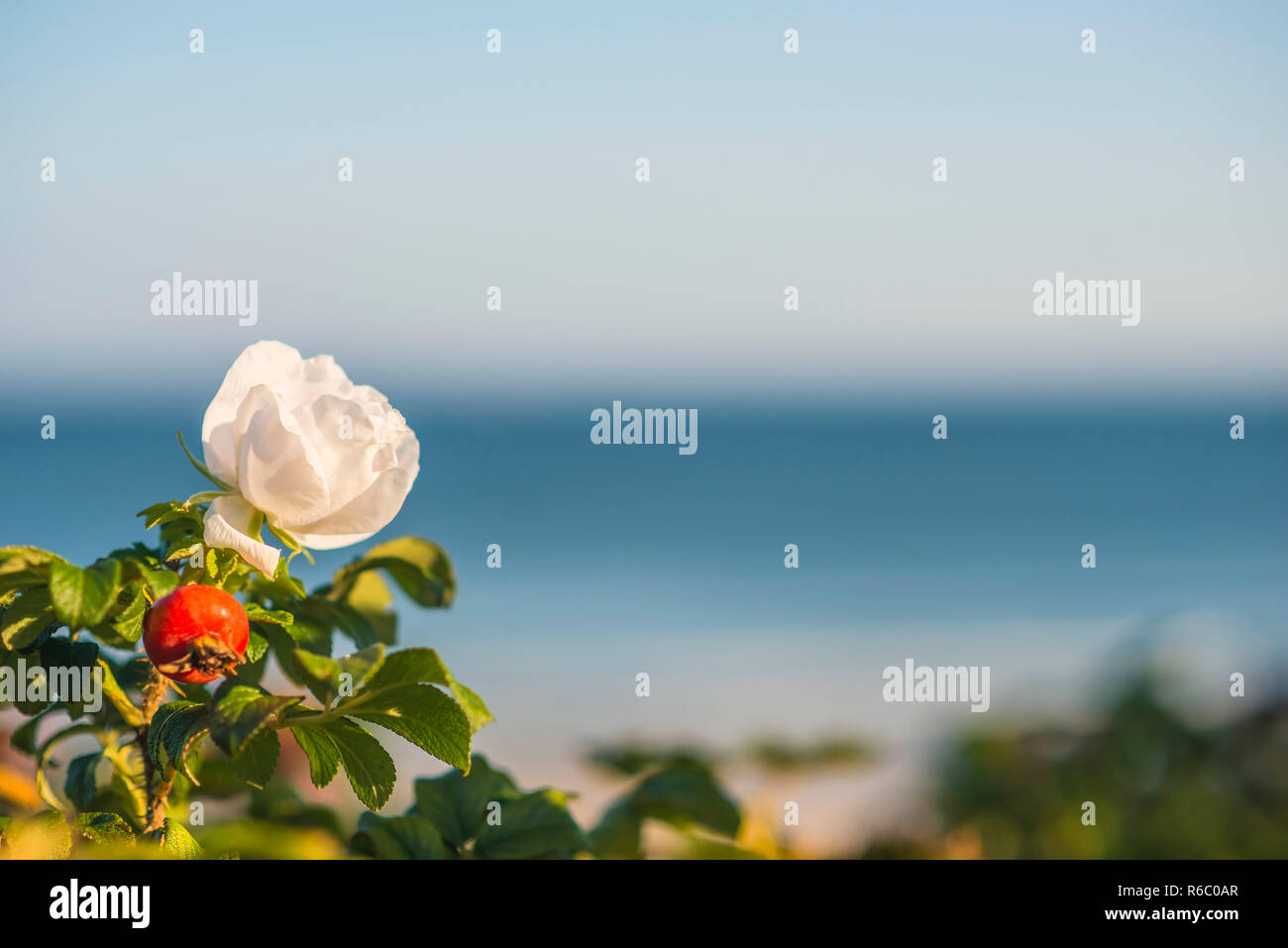 Turkestan rose hi-res stock photography and images - Alamy