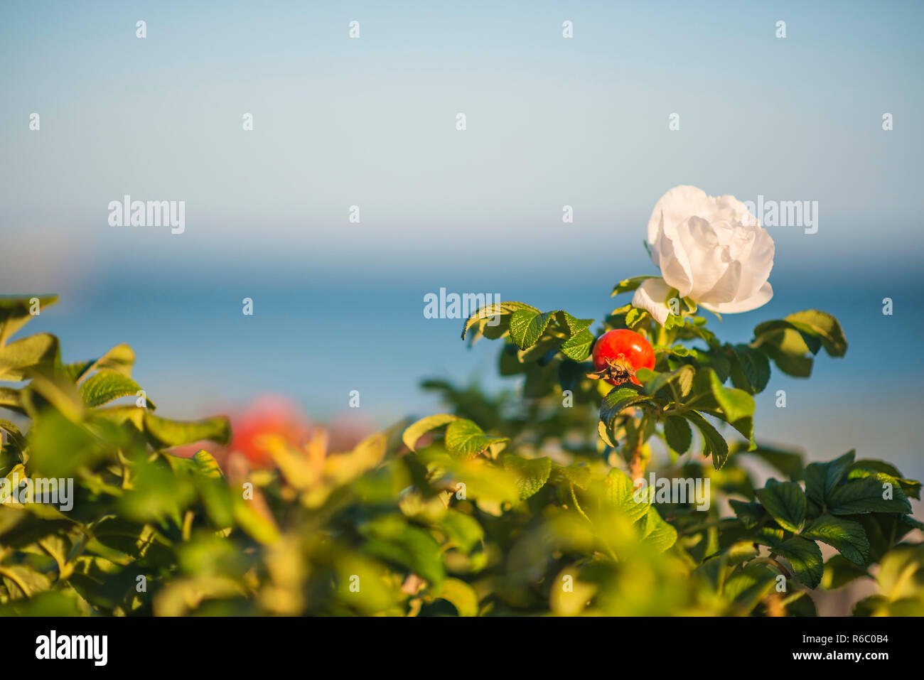 Flower potato rose rosa hi-res stock photography and images - Alamy