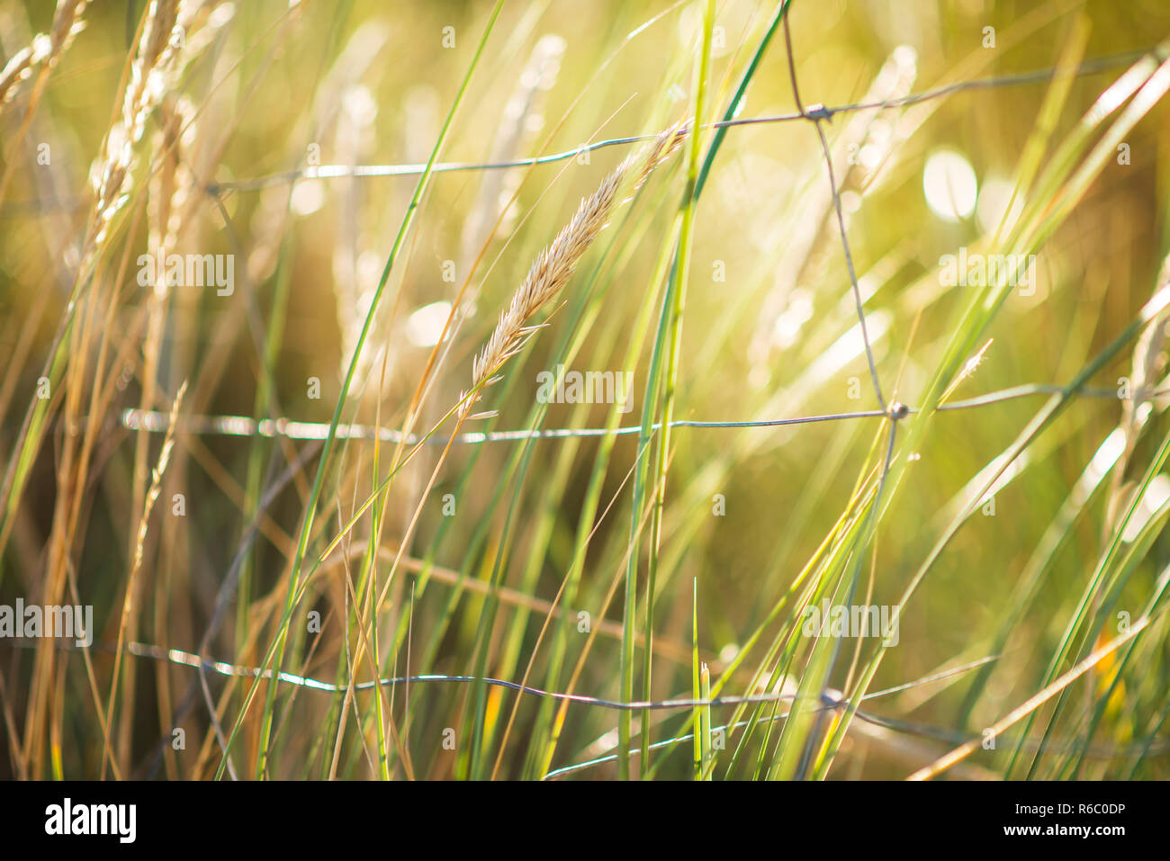 European marram grass hi-res stock photography and images - Alamy