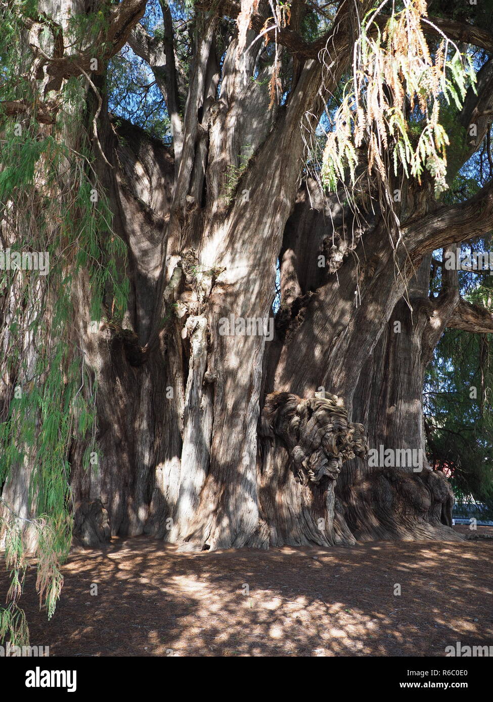 Stoutest trunk of the world of exciting Montezuma cypress tree at Santa ...