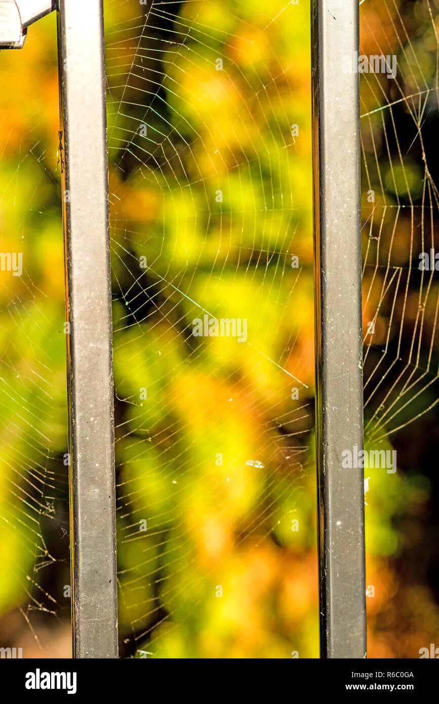 Spider Web At A Fence Stock Photo - Alamy