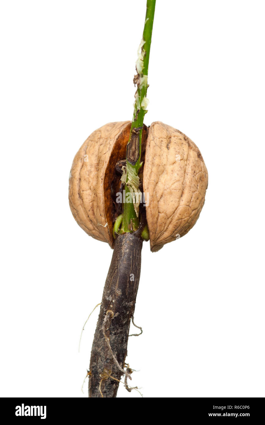 Germinating seed to sprout of nut hi-res stock photography and images ...