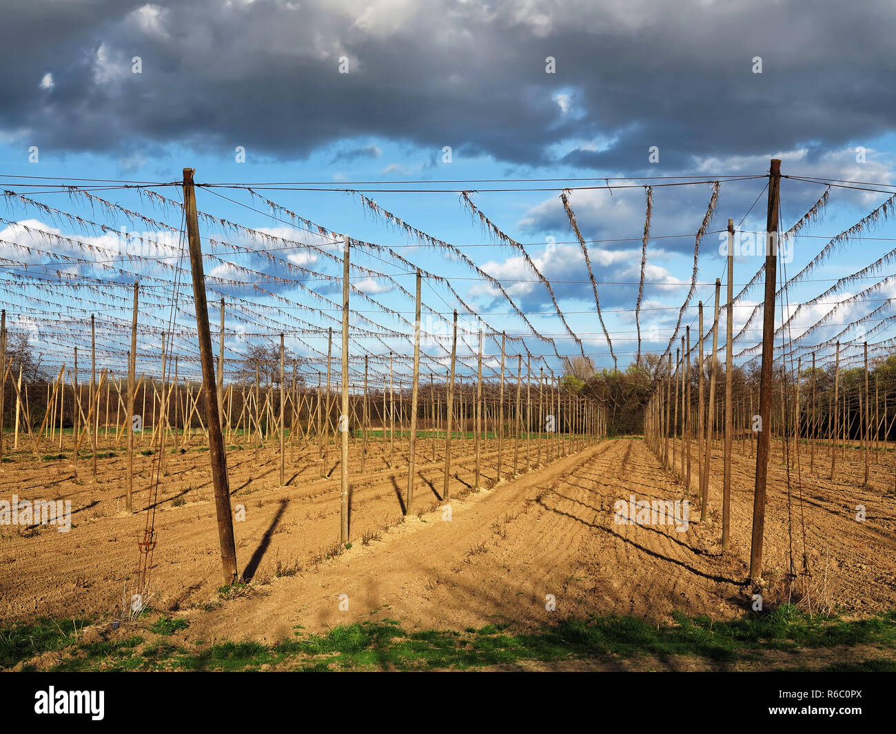 Hop garden - fields for growing hops Stock Photo - Alamy