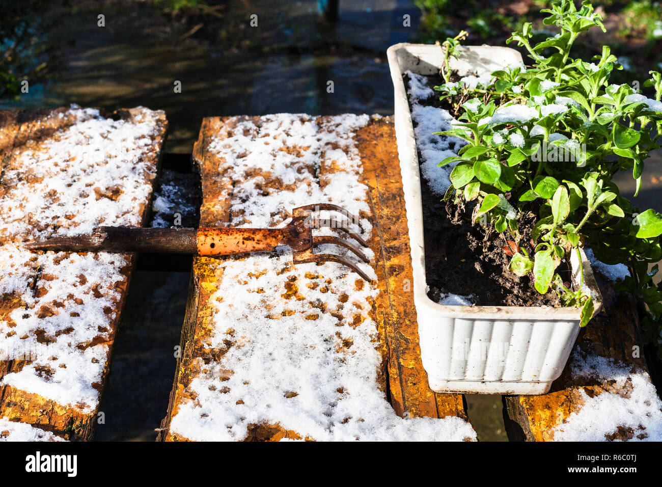 melting snow and pot with seedling on table Stock Photo - Alamy