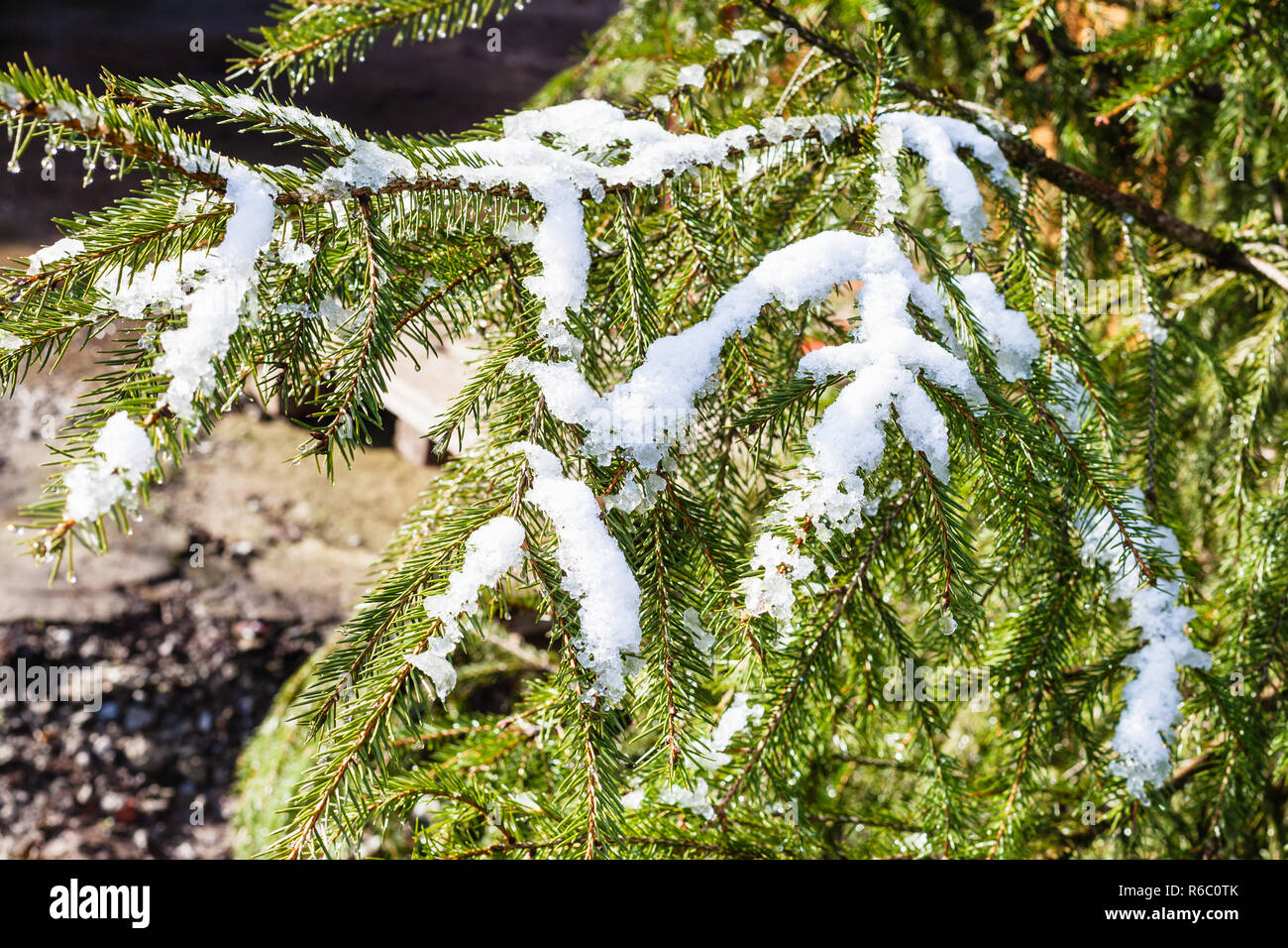 melting snow on branches of fir tree on backyard Stock Photo - Alamy