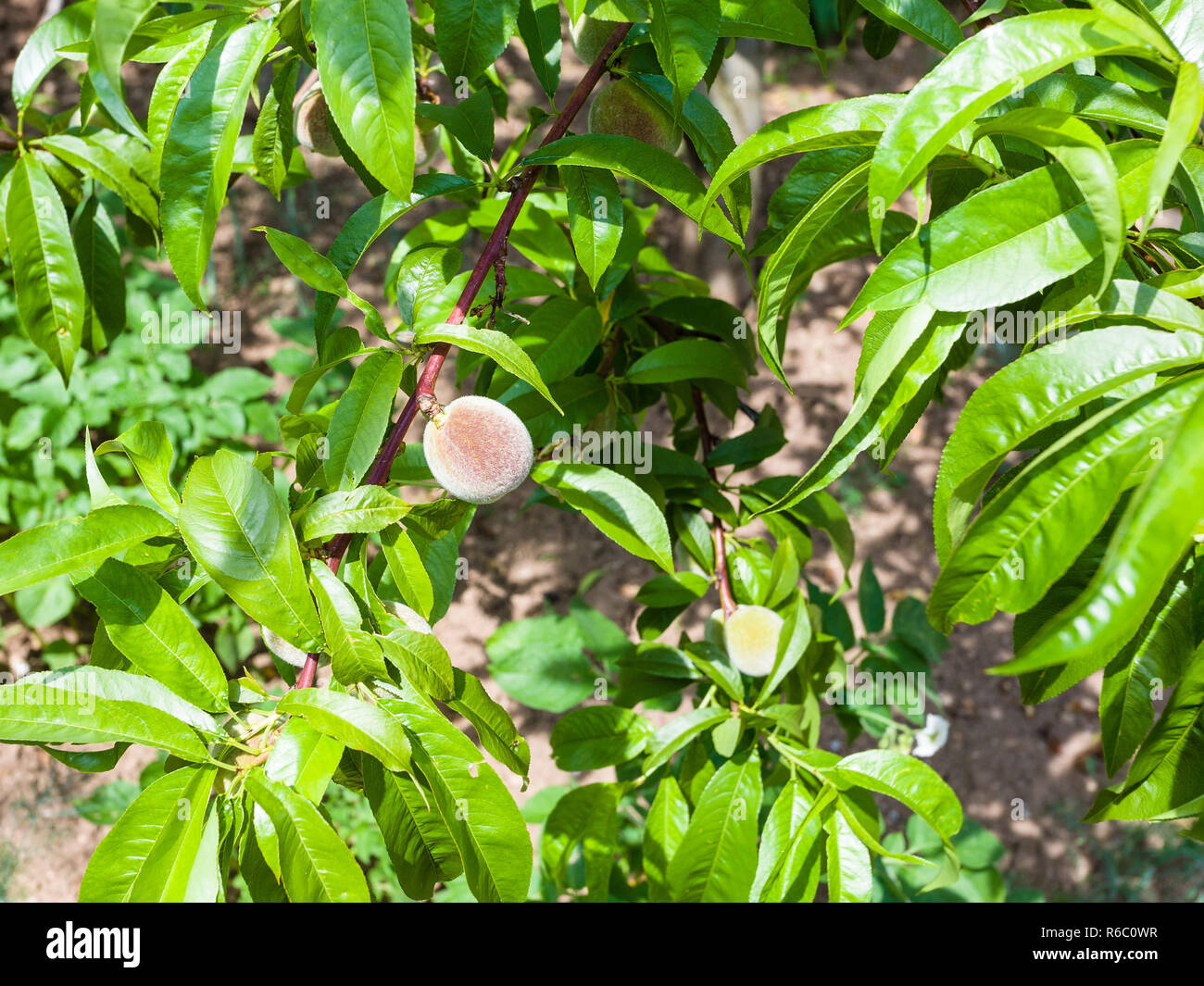 Peach tree in backyard hi-res stock photography and images - Alamy
