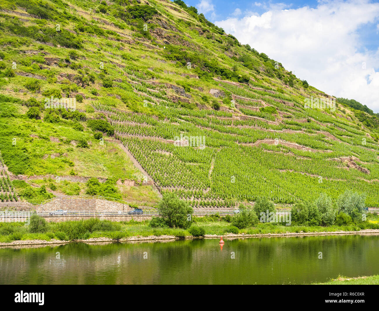 Germany mosel valley cochem vineyard along mosel hi-res stock ...