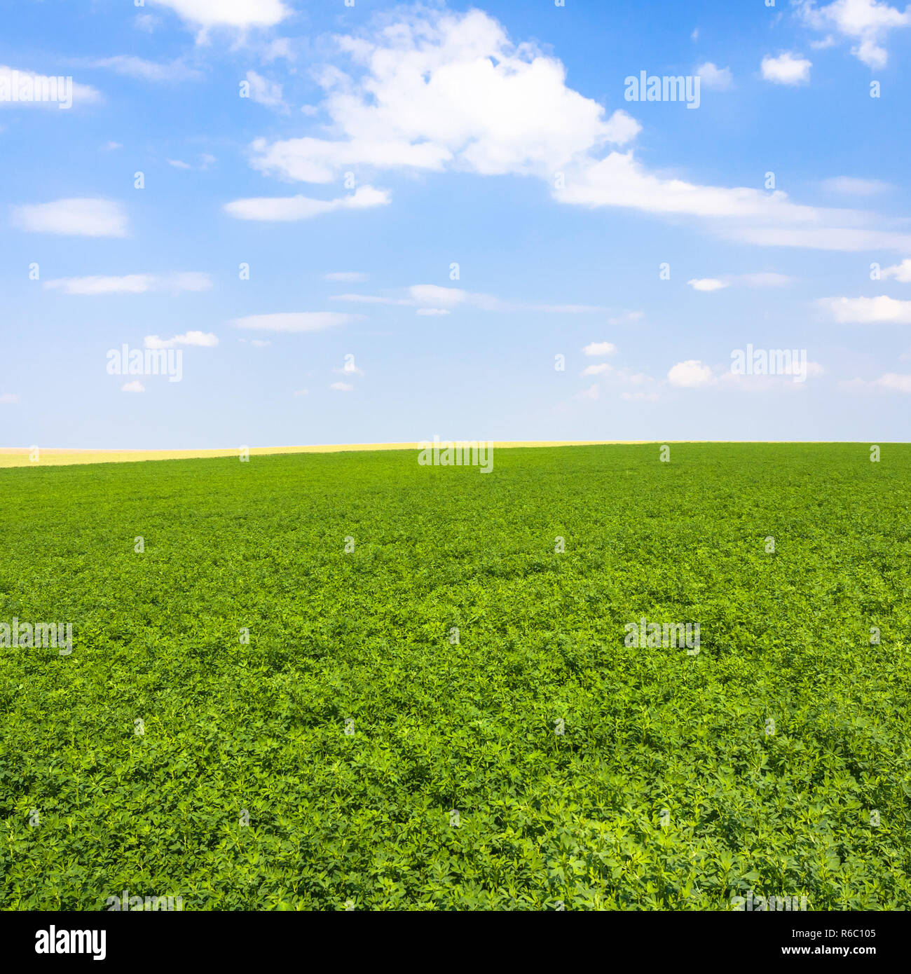 view of green lucerne field under blue sky Stock Photo - Alamy