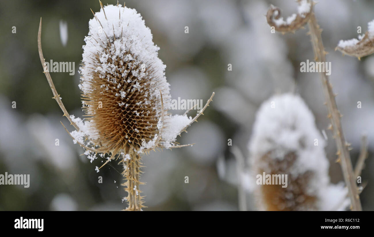 Common teasel seeds hi-res stock photography and images - Alamy