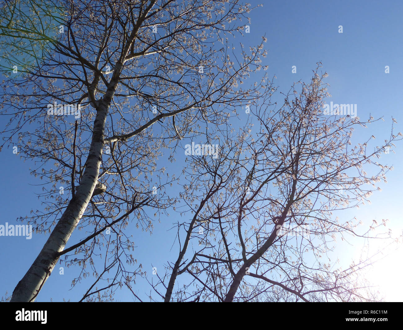 Blooming Alder Trees, Symbol For Allergenic Pollen Stock Photo - Alamy