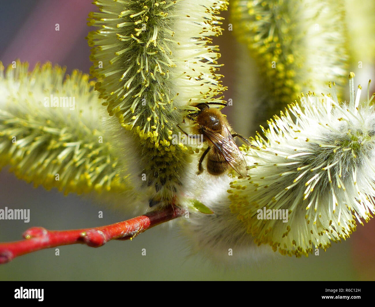 Blooming Willow Catkins With A Bee Stock Photo - Alamy
