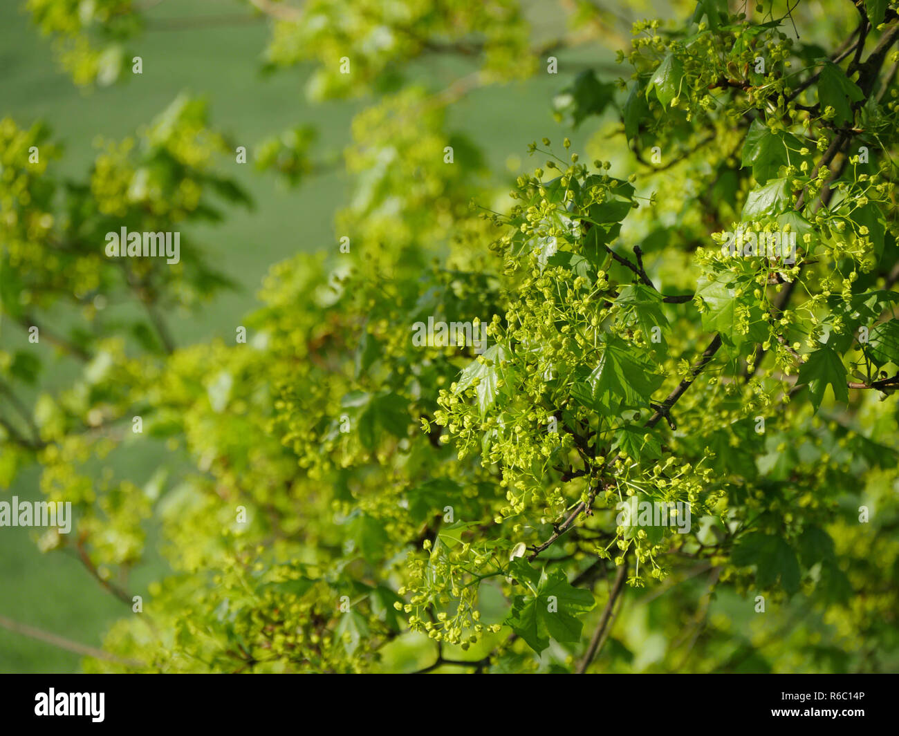 Maple In Blossom And With New Green Leaves, Norway Maple, Acer ...