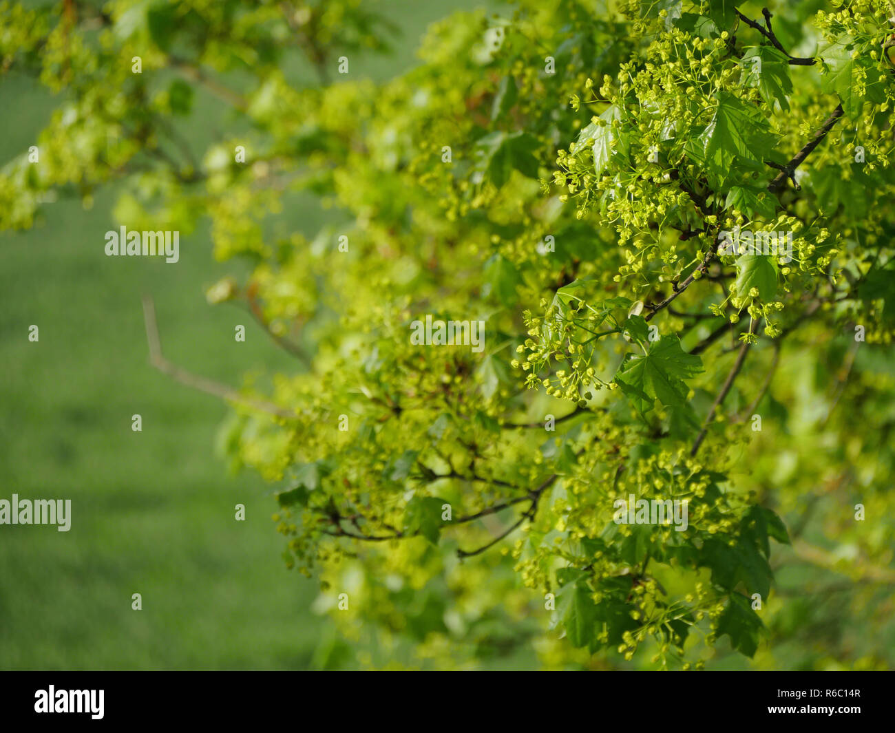 Maple In Blossom And With New Green Leaves, Norway Maple, Acer ...