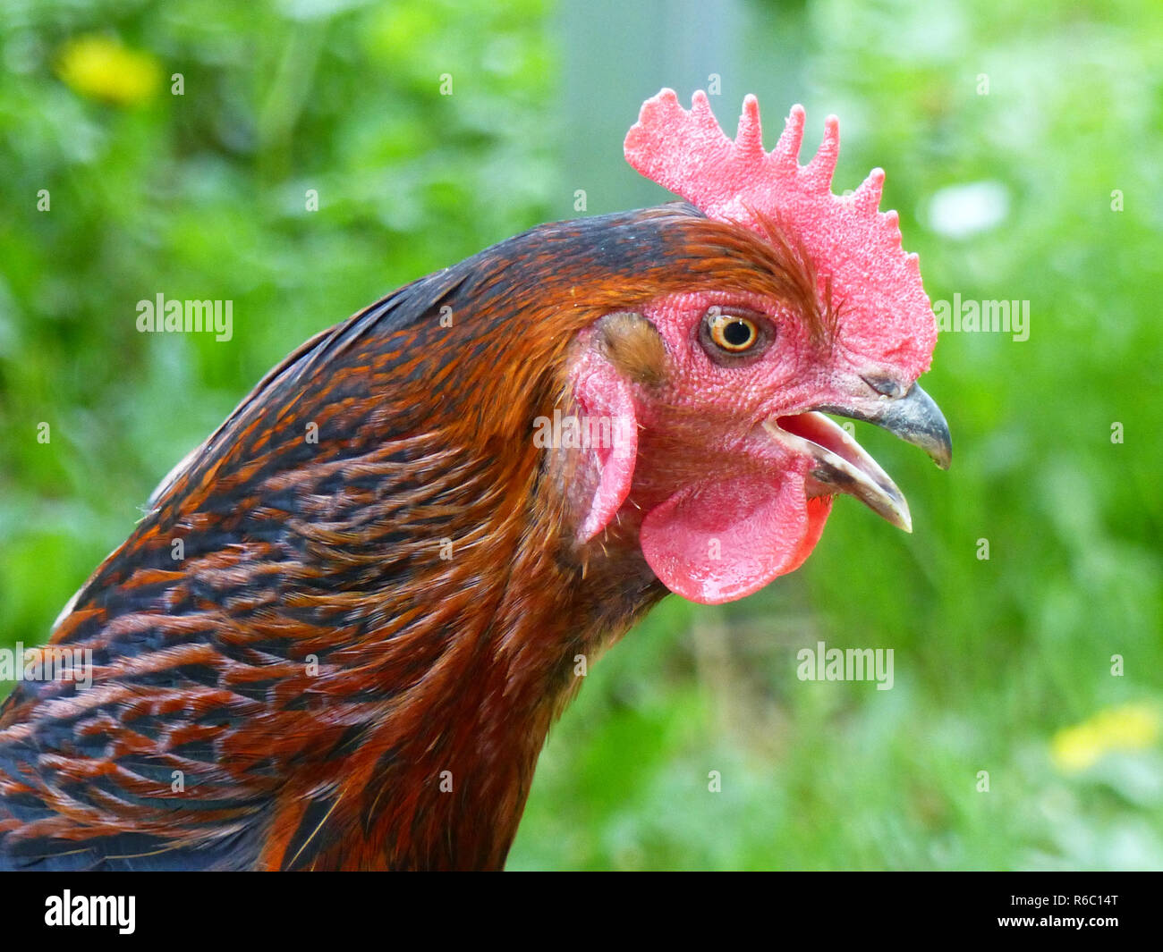 Maran Hen Crowing, Portrait Stock Photo - Alamy