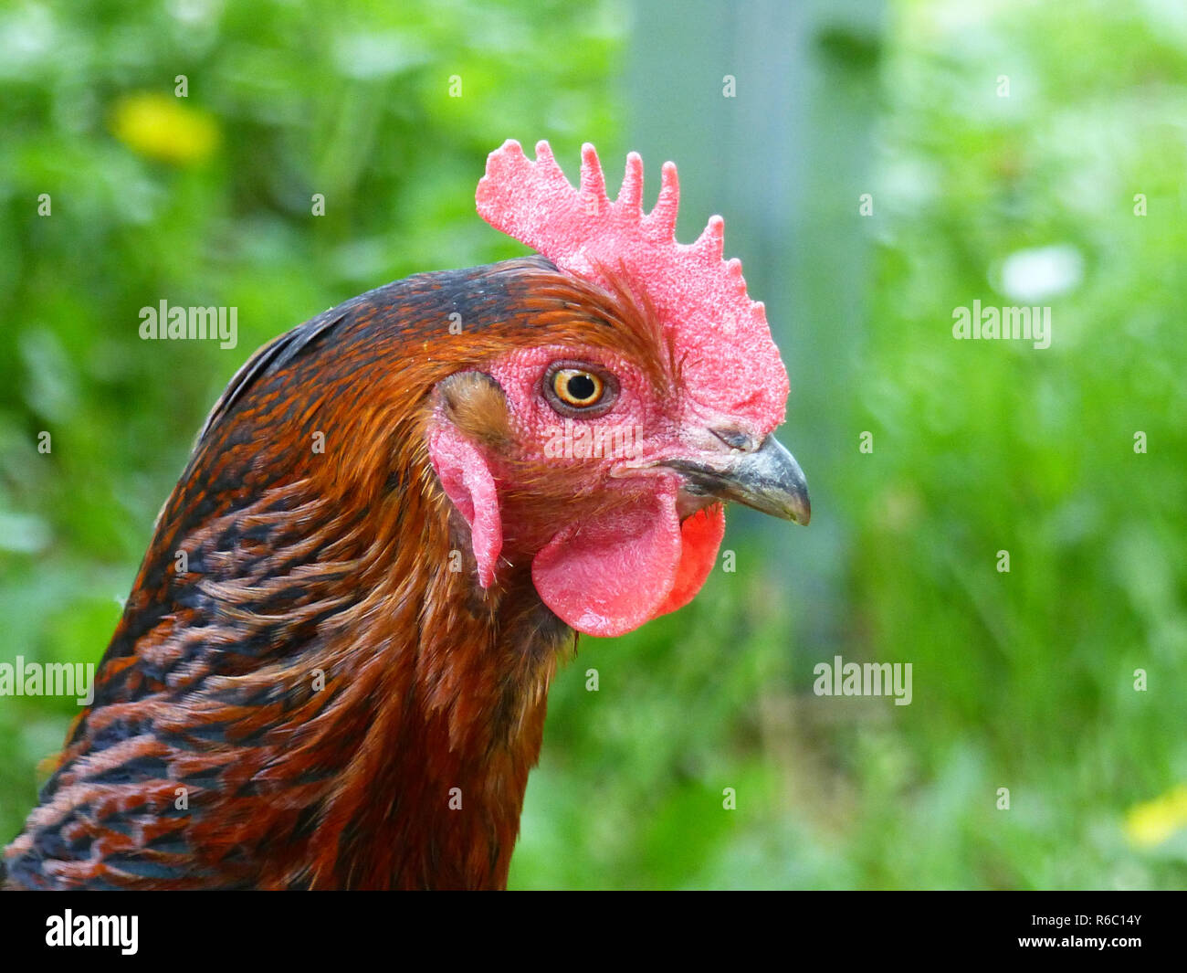 Maran Hen, Portrait Stock Photo - Alamy