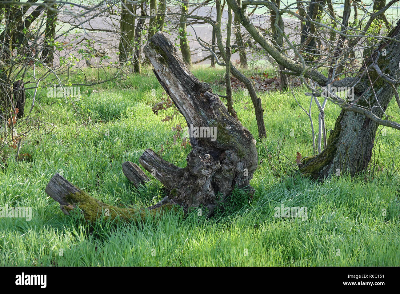 Nature Left To Itself, Trees In The Tall Grass And A Dead Tree Stock ...