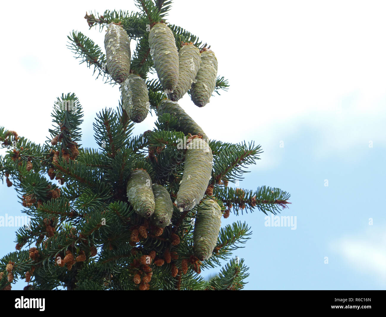 Serbian Spruce, Tree Top With Old And New Cones Stock Photo - Alamy