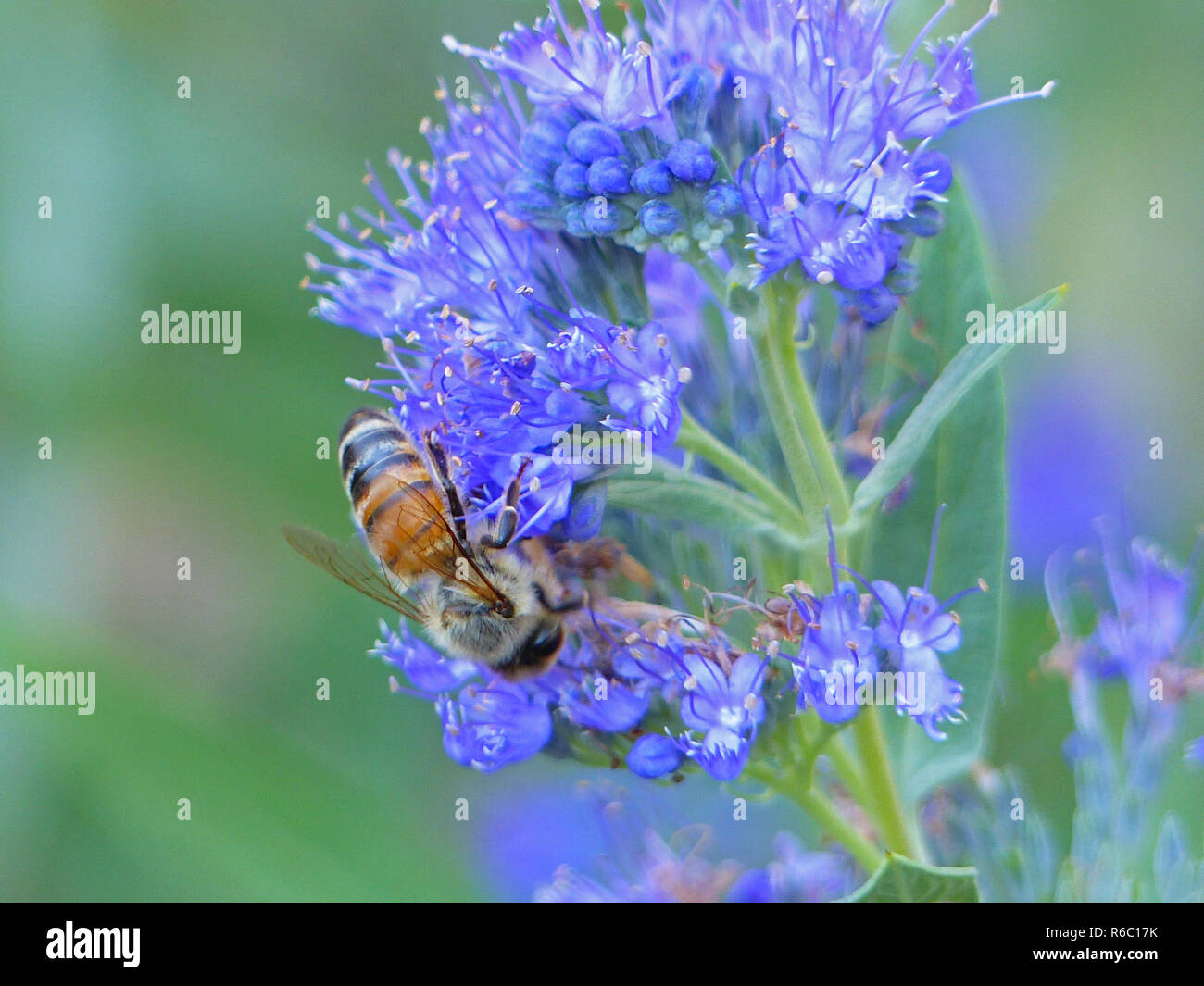 Lacy Phacelia With A Bee, Phacelia Tanacetifolia, Green Manure And Food ...