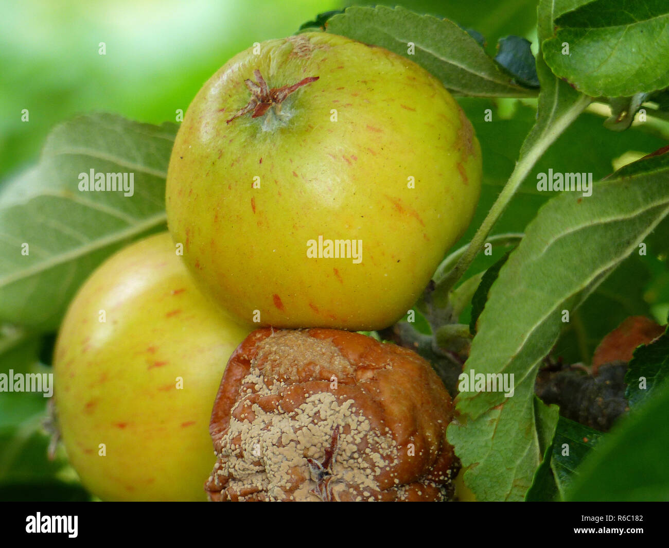 Rotten veggie hi-res stock photography and images - Alamy