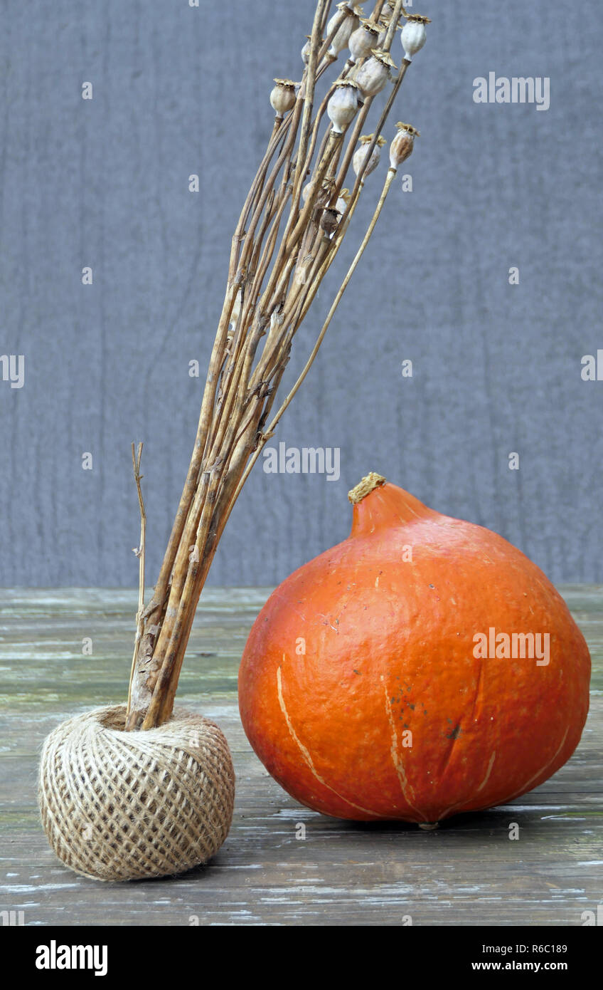 Valabashes hi-res stock photography and images - Alamy