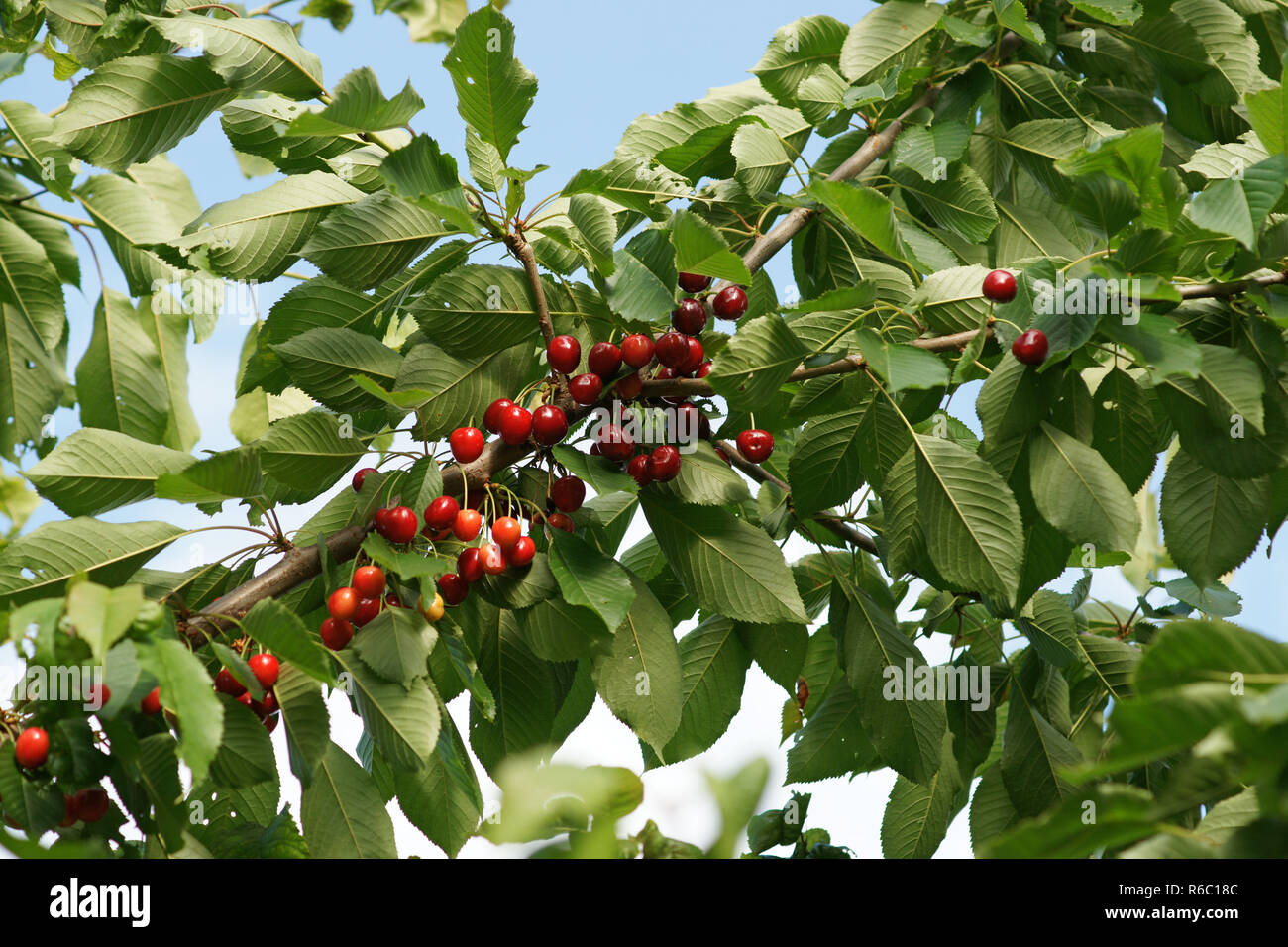 Ripe Red Cherries Hanging In A Cherry Tree Stock Photo - Alamy