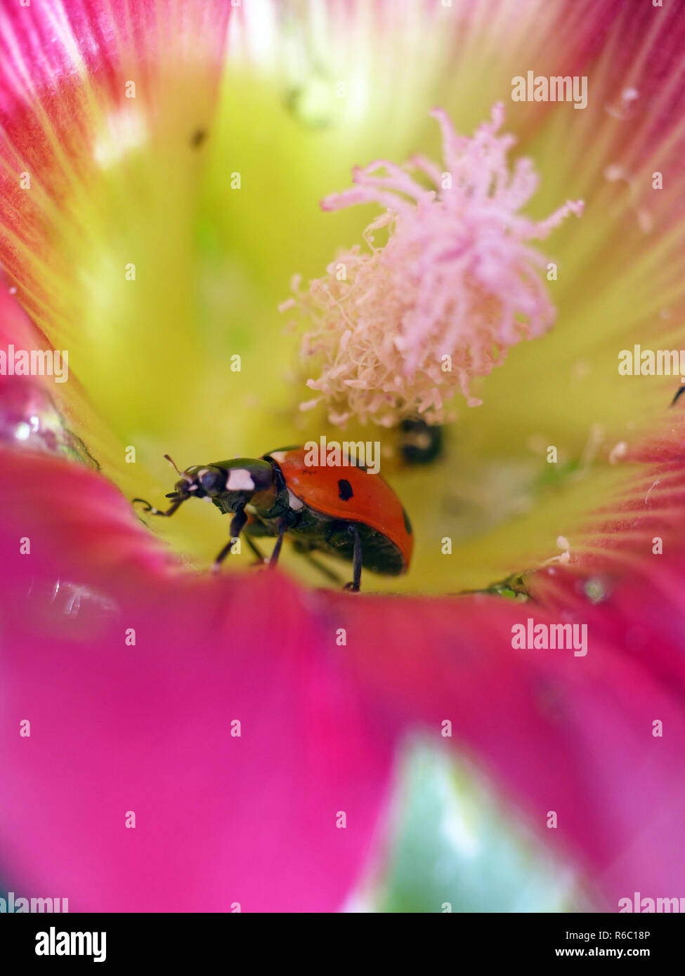 Ladybugs crawling hi-res stock photography and images - Alamy