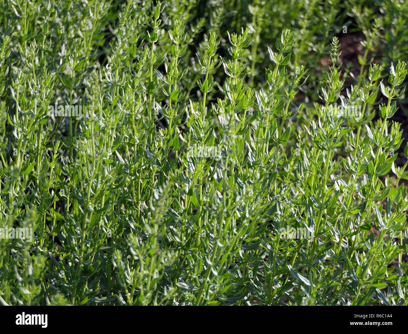 Ysop, Hyssopus Officinalis Stock Photo - Alamy