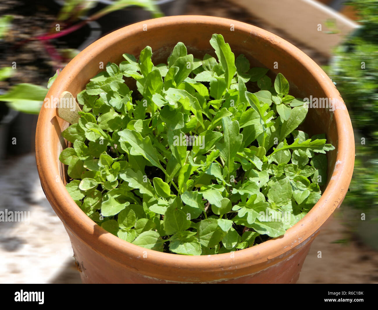 Rocket And A Bit Of Weed In A Flowerpot Stock Photo - Alamy