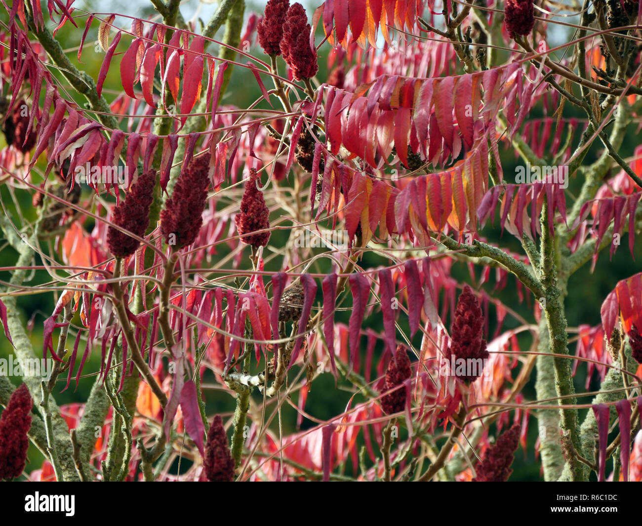 Staghorn bushes hi-res stock photography and images - Alamy