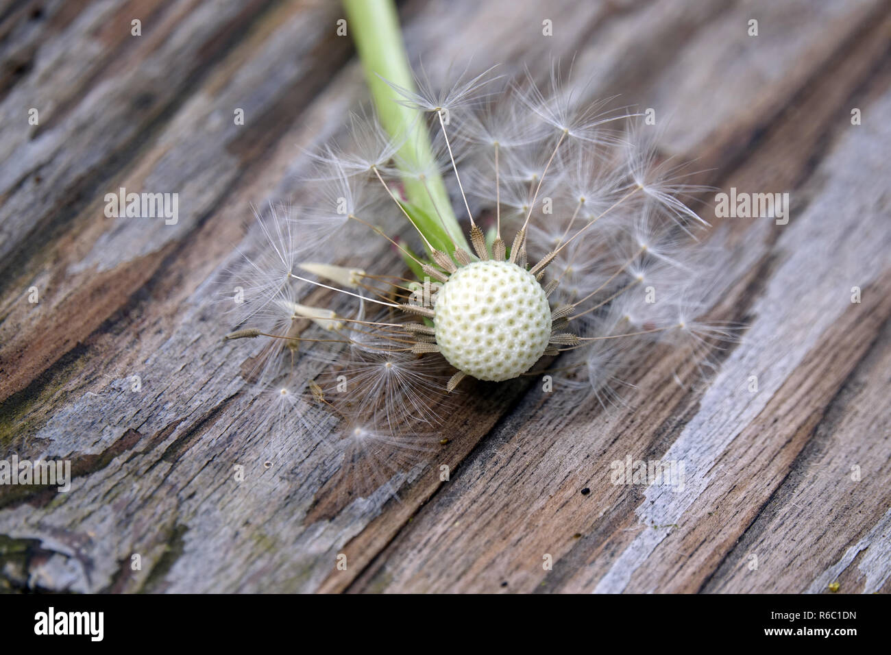 Blowball Dandelion On Wooden Ground Stock Photo - Alamy