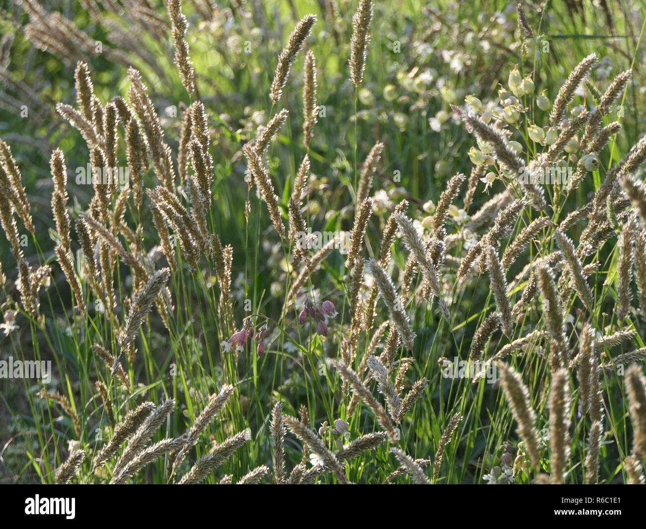 Timothy grasses hi-res stock photography and images - Alamy
