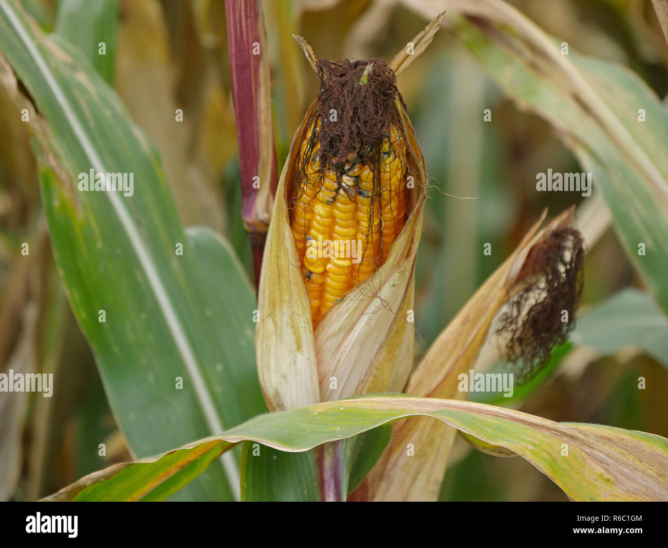Maize Cob, Cornfield Stock Photo - Alamy