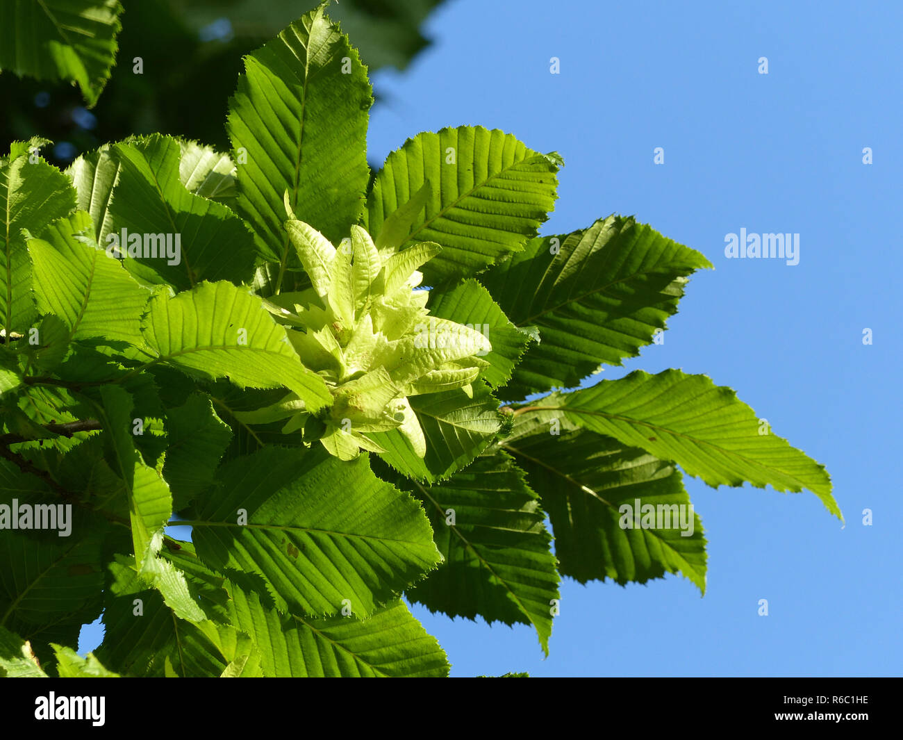 Beech Tree With Maturing Beechnuts In Summer, Fagus Stock Photo - Alamy